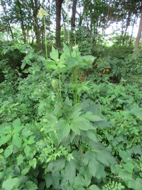 Anemone virginiana (var. virginiana)(Tall Thimbleweed) « The Belmont ...