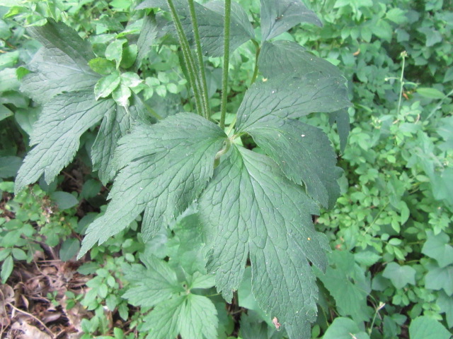 Anemone virginiana (var. virginiana)(Tall Thimbleweed) « The Belmont ...