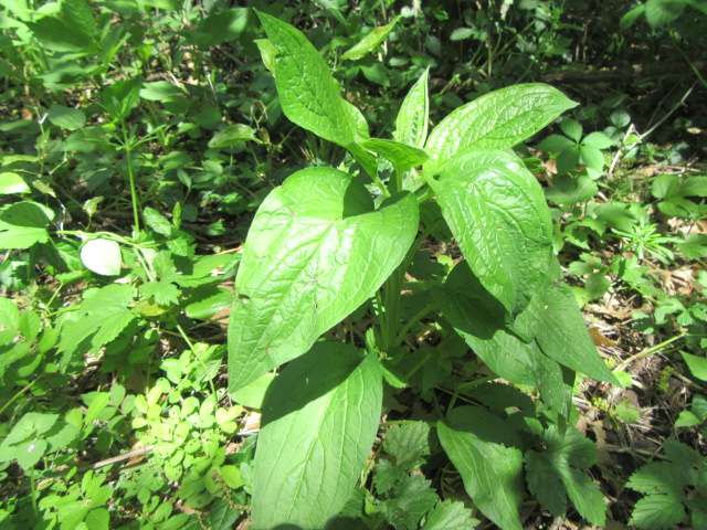 Hackelia virginiana (Beggar’s Lice, Virginia Stickseed, ETC.) « The ...