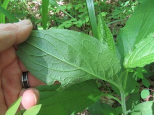 Hackelia virginiana (Beggar’s Lice, Virginia Stickseed, ETC.) « The ...