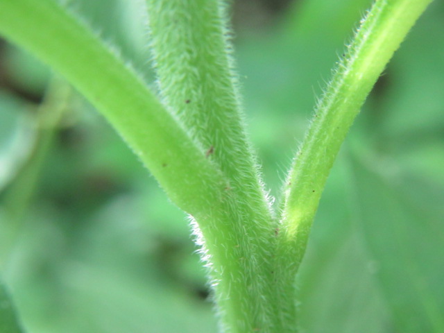 Hackelia virginiana (Beggar’s Lice, Virginia Stickseed, ETC.) « The ...