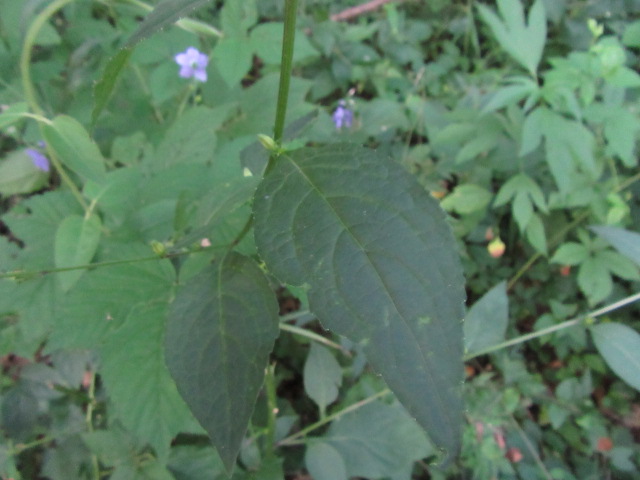 Campanulastrum americanum (Tall Bellflower, American Bellflower) « The ...