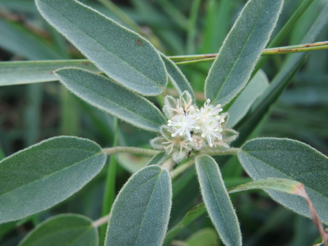 Croton capitatus (Hogwort, Woolly Croton, Goatweed, ETC.) « The Belmont ...