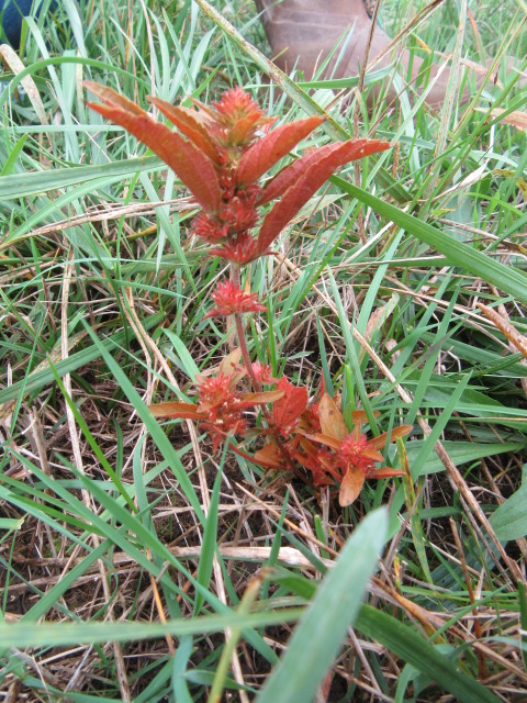 Acalypha gracilens (Slender Three-Seeded Mercury) « The Belmont Rooster