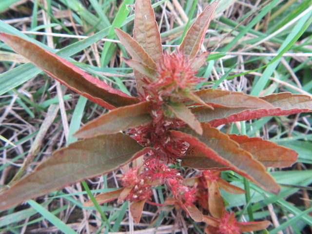Acalypha gracilens (Slender Three-Seeded Mercury) « The Belmont Rooster