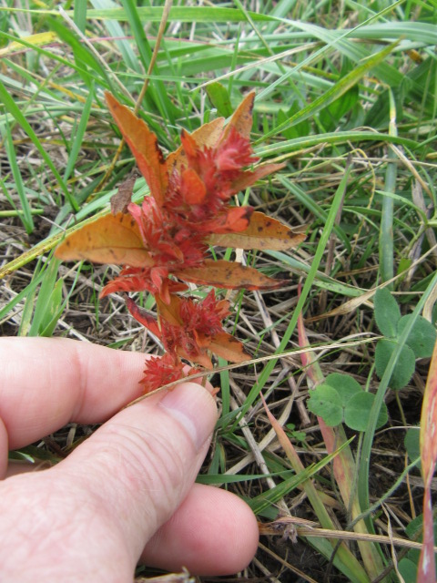 Acalypha gracilens (Slender Three-Seeded Mercury) « The Belmont Rooster