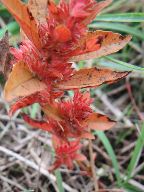 Acalypha gracilens (Slender Three-Seeded Mercury) « The Belmont Rooster