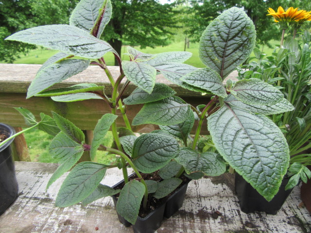 Plectranthus purpuratus (Purple Swedish Ivy) « The Belmont Rooster