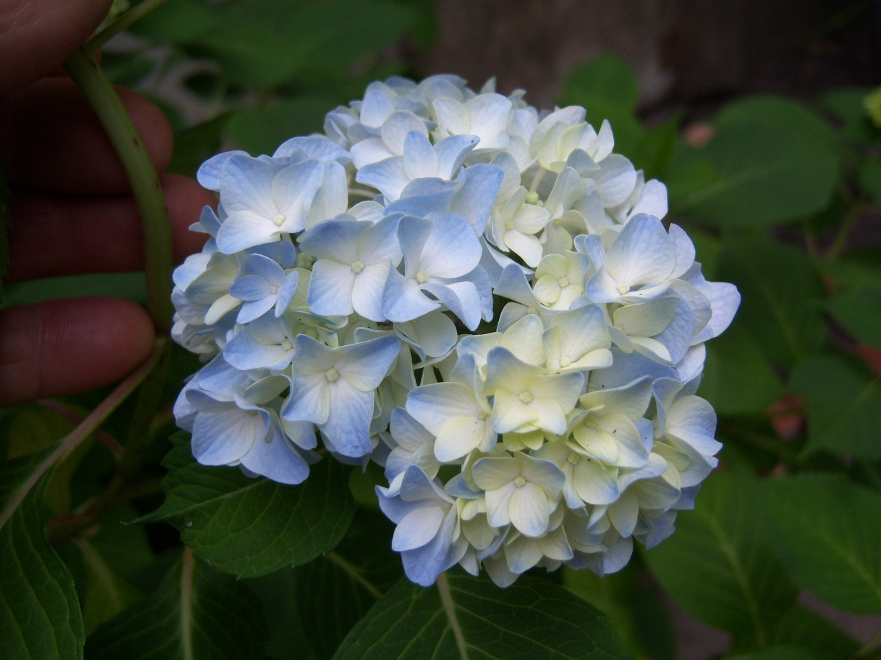 Hydrangeaceae Family: « The Belmont Rooster