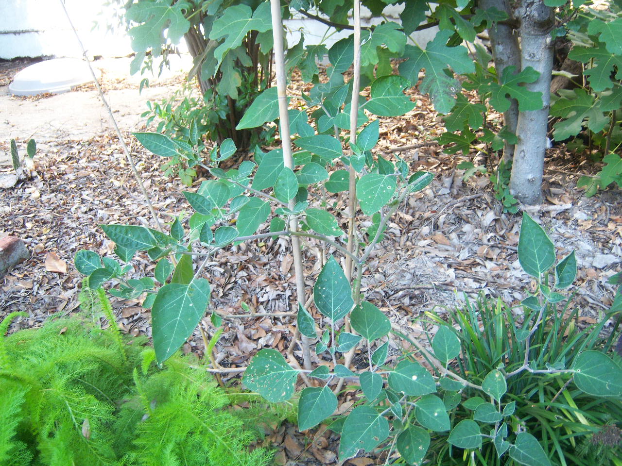 Datura innoxia (Moon Flower, Thorn Apple, etc.) « The Belmont Rooster