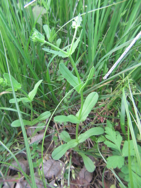 Valerianella radiata/Valeriana woodsiana (Beaked Corn Salad) « The ...