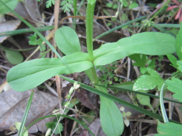 Valerianella radiata/Valeriana woodsiana (Beaked Corn Salad) « The ...