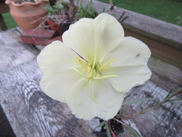 Oenothera macrocarpa (Syn. Oenothera missouriensis)(Bigfruit Evening ...