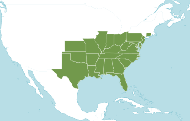 Valerianella radiata/Valeriana woodsiana (Beaked Corn Salad) « The ...