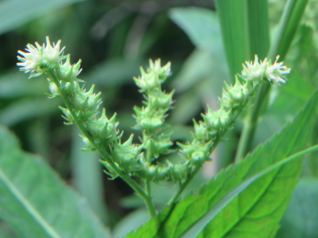 Penthorum sedoides (Ditch Stonecrop) « The Belmont Rooster
