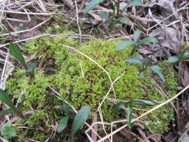 Physcomitrium pyriforme (Common Bladder Moss) « The Belmont Rooster