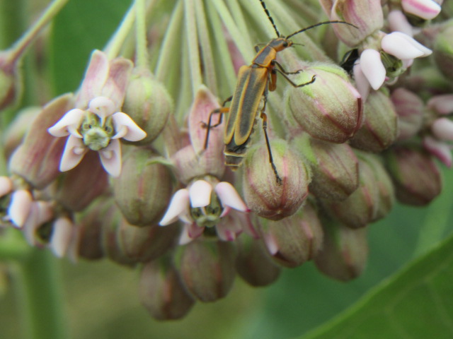 Insects « The Belmont Rooster
