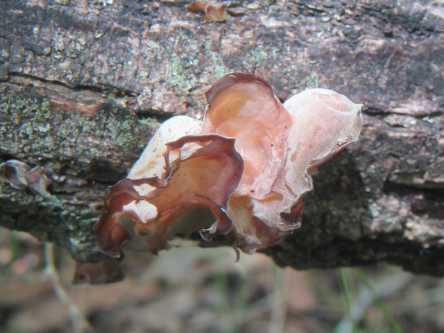 Auricularia americana (Jelly Tree Ear) « The Belmont Rooster