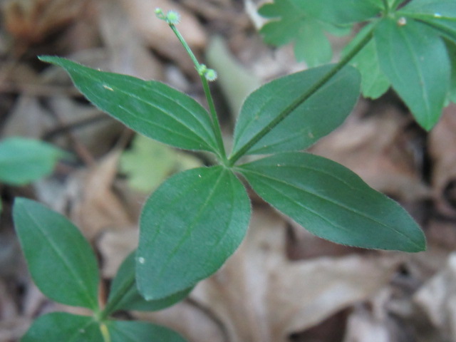 Galium circaezans (Forest or Licorice Bedstraw) « The Belmont Rooster