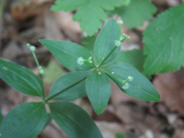 Galium circaezans (Forest or Licorice Bedstraw) « The Belmont Rooster