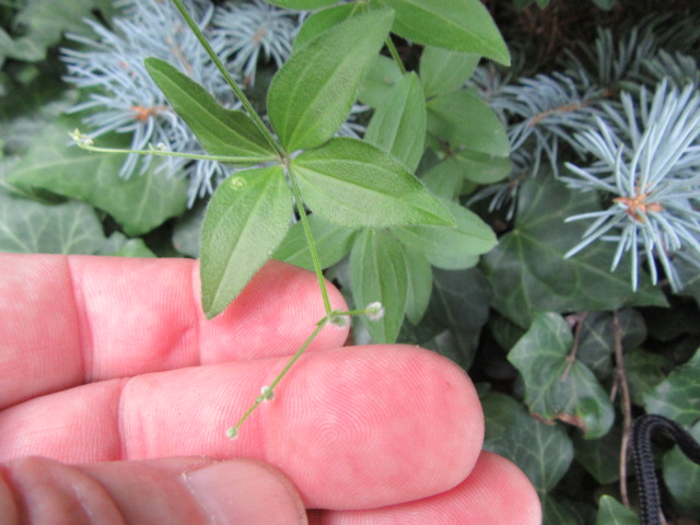 Galium circaezans (Forest or Licorice Bedstraw) « The Belmont Rooster