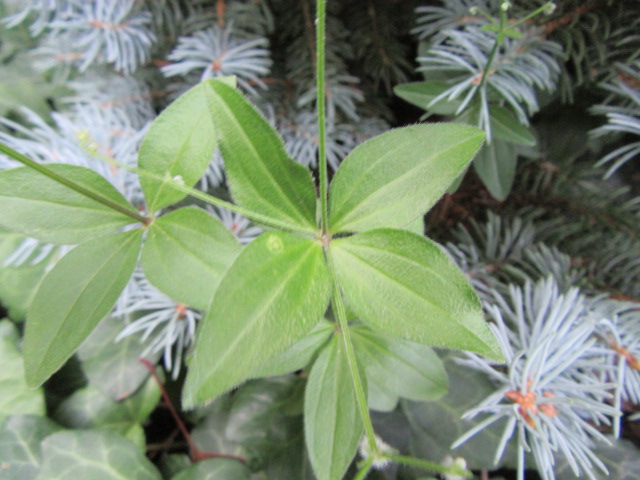 Galium circaezans (Forest or Licorice Bedstraw) « The Belmont Rooster
