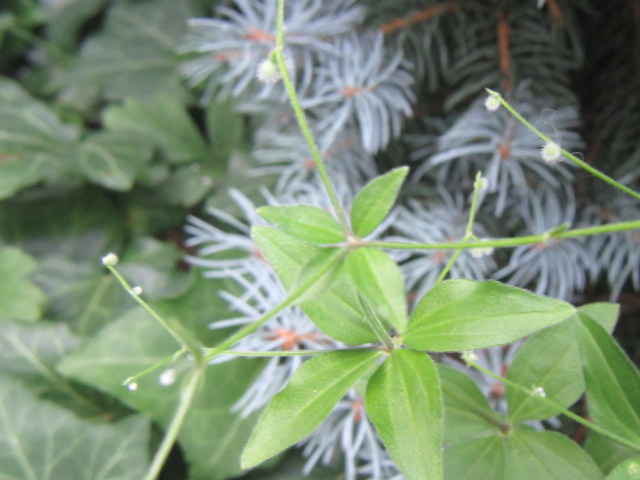 Galium circaezans (Forest or Licorice Bedstraw) « The Belmont Rooster