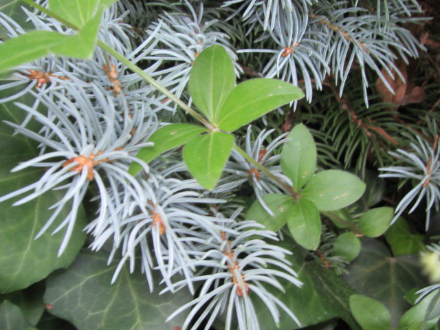 Galium circaezans (Forest or Licorice Bedstraw) « The Belmont Rooster