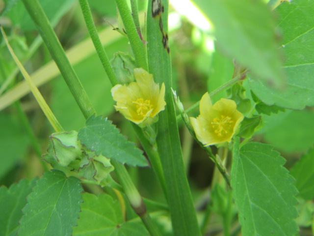 Sida spinosa (Prickly Fanpetals) « The Belmont Rooster