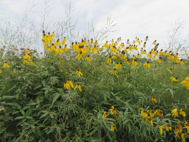 Ratibida pinnata (Gray-Headed Coneflower) « The Belmont Rooster