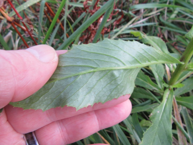 Erechtites hieraciifolius (American Fireweed, Burnweed, ETC.) « The ...