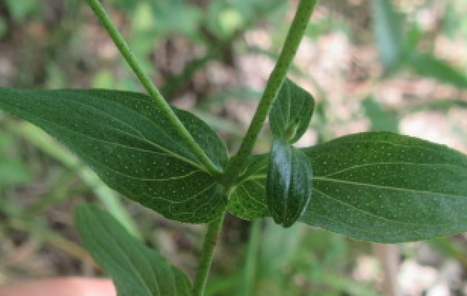 Hypericum perforatum (Common St. John’s Wort) « The Belmont Rooster