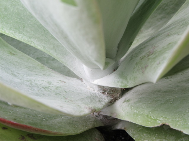 Kalanchoe thyrsiflora (Paddle Plant)… Or Is It? « The Belmont Rooster