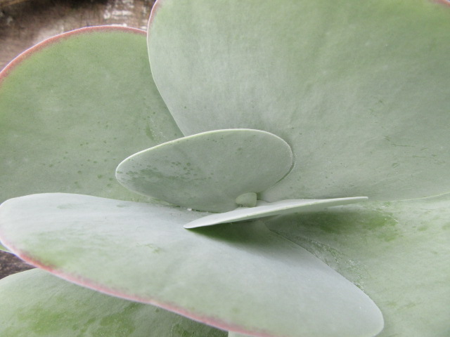 Kalanchoe thyrsiflora (Paddle Plant)… Or Is It? « The Belmont Rooster