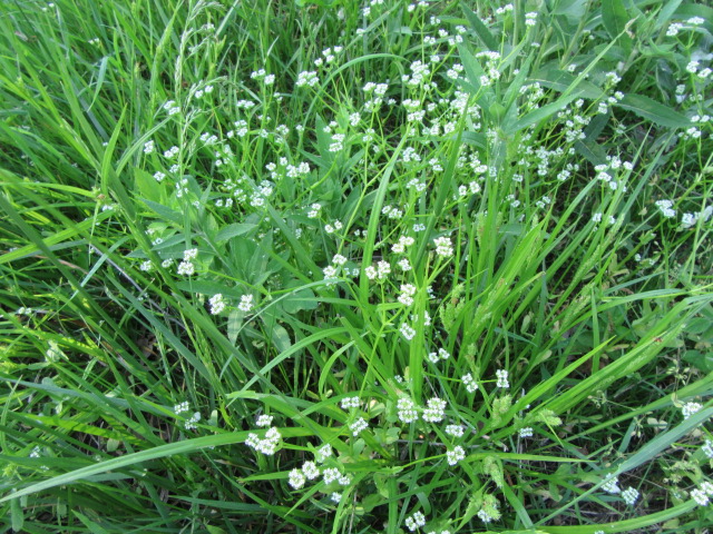 Valerianella radiata/Valeriana woodsiana (Beaked Corn Salad) « The ...