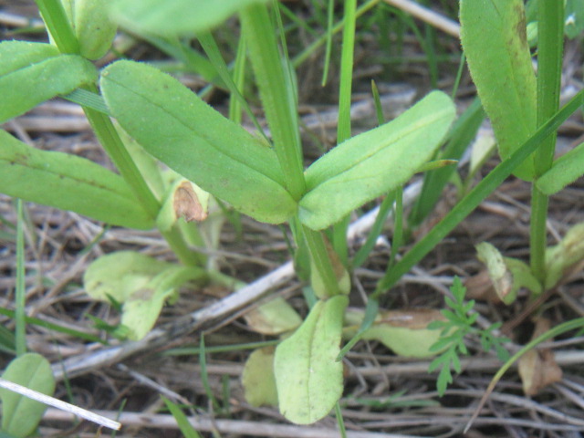 Valerianella radiata/Valeriana woodsiana (Beaked Corn Salad) « The ...