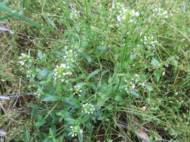 Thlaspi arvense (Field Penny-Cress) « The Belmont Rooster