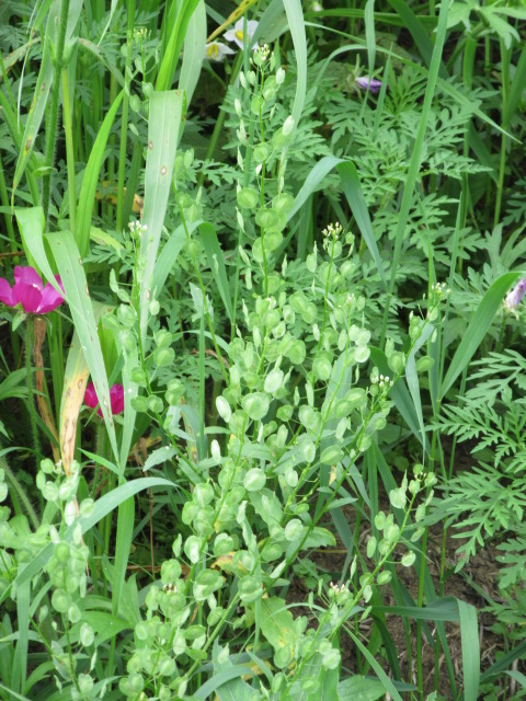Thlaspi arvense (Field Penny-Cress) « The Belmont Rooster