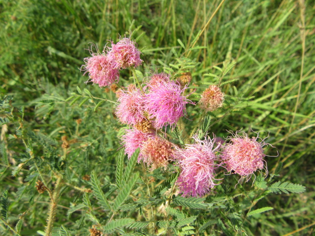 Mimosa nuttallii (Cat’s Claw/Sensitive Briar) « The Belmont Rooster