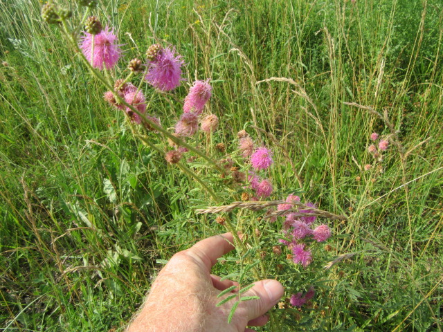 Mimosa nuttallii (Cat’s Claw/Sensitive Briar) « The Belmont Rooster