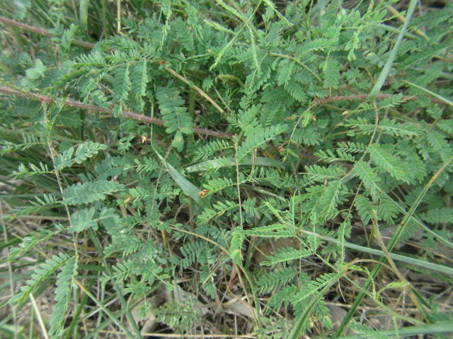 Mimosa nuttallii (Cat’s Claw/Sensitive Briar) « The Belmont Rooster