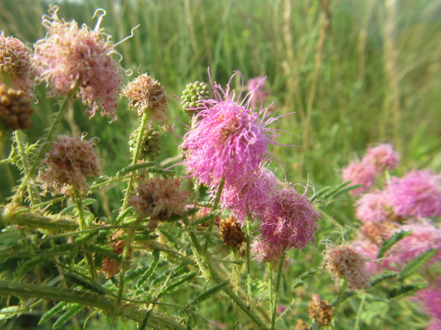 Mimosa nuttallii (Cat’s Claw/Sensitive Briar) « The Belmont Rooster
