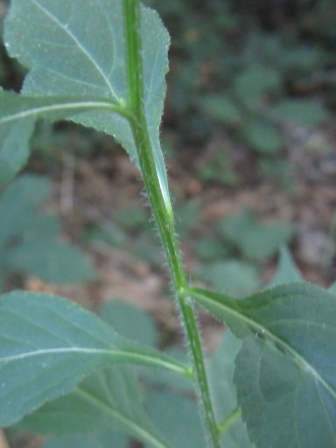 Campanulastrum americanum (Tall Bellflower, American Bellflower) « The ...