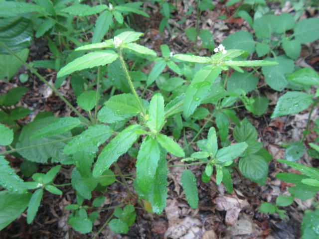 Croton glandulosus var. septentrionalis (Sand Croton, ETC.) « The ...