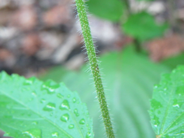 Croton glandulosus var. septentrionalis (Sand Croton, ETC.) « The ...