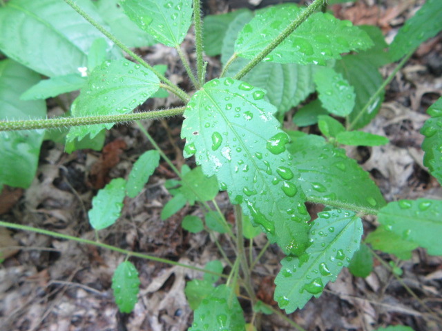 Croton glandulosus var. septentrionalis (Sand Croton, ETC.) « The ...