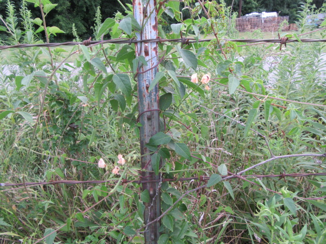Strophostyles helvola (Amberique Bean, Fuzzy Trailing Bean, ETC.) « The ...
