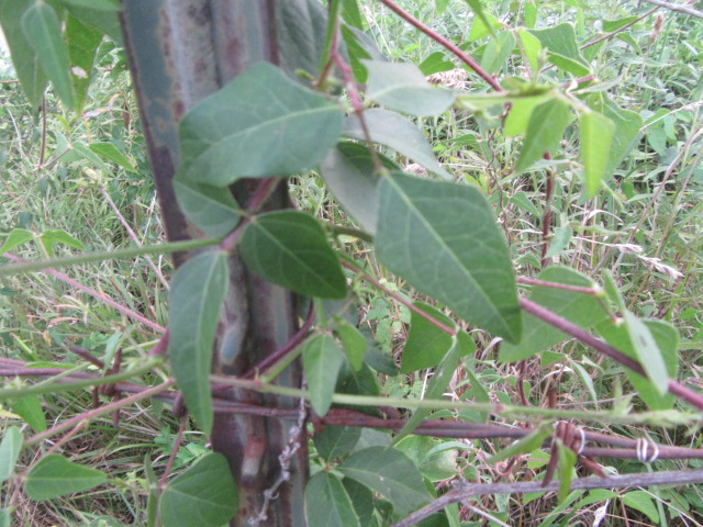Strophostyles helvola (Amberique Bean, Fuzzy Trailing Bean, ETC.) « The ...