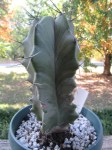 Stenocereus pruinosus (Gray Ghost or Organ Pipe Cactus) « The Belmont ...