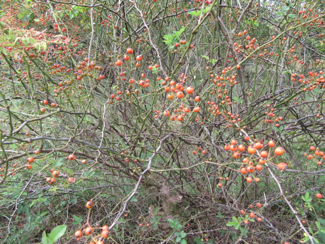 Rosa multiflora (Multiflora Rose) « The Belmont Rooster